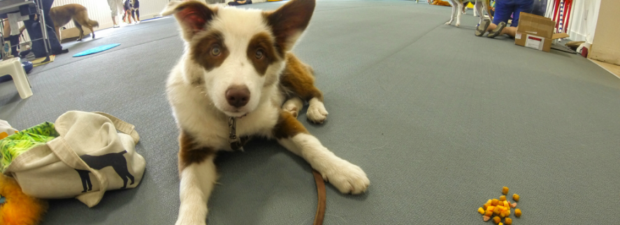 Private Lessons - Nova Dogsport