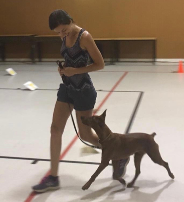 CKC Rally Obedience - Nova Dogsport