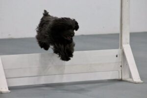 CKC Rally Obedience - Nova Dogsport